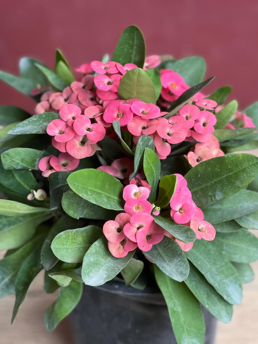 Crown of Thorns, Pink in 6" Pot, Euphorbia Milii - Etsy