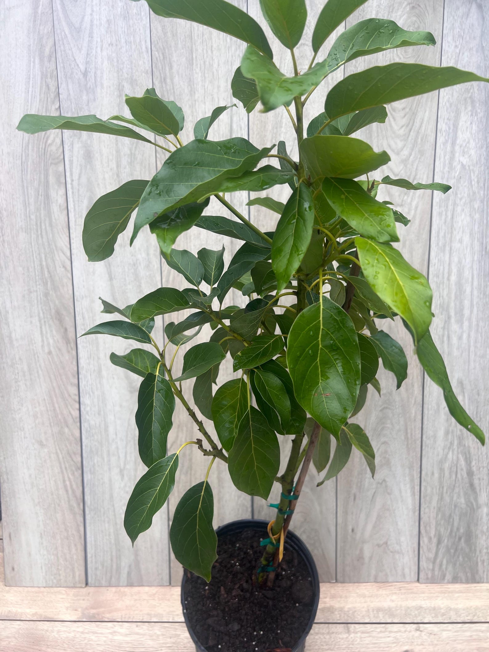 Monroe Avocado Tree, Cold Hardy, Grafted in 3 Gallons Pot - Etsy