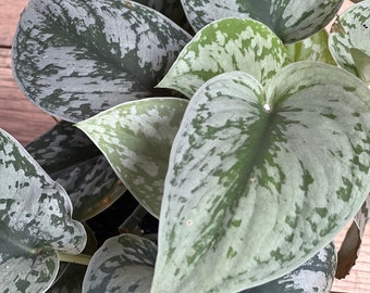 Silver Satin Pothos scindapsus Pictus Starter Plant - Etsy