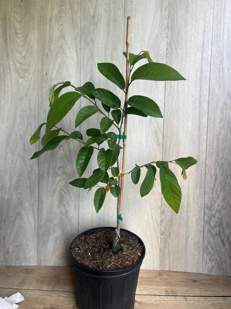 Atemoya Lisa, Grafted , in 3 Gallons Pot, Annona Hybrids - Etsy