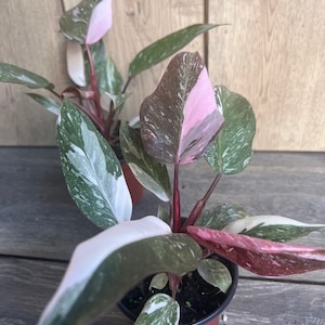 Philodendron Pink Princess Marble in 4" Pot, High Variegation - Etsy