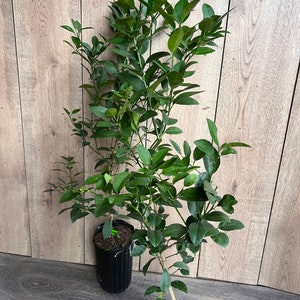 Key Lime Tree in Half Gallon Pot, Grafted,no Shipping to Ca,az,ak,tx,hi ...