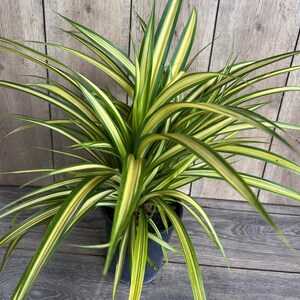 Large Pandanus Baptistii Aureus - Variegated Dwarf Pandanus in 1 Gallon ...