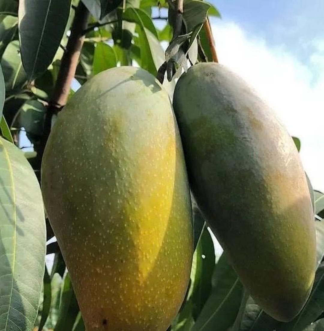 Grafted Orange Sherbet Mango Tree in Half Gallon, Dwarf Variety - Etsy