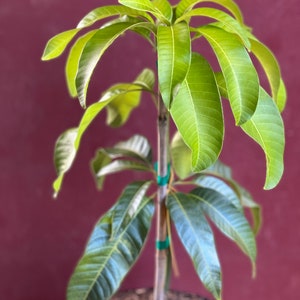 Karen Michelle Mango, Grafted in 3 Gallons Pot, No Ship to HI - Etsy