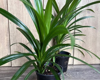 ONE Pandan Plant, Pandanus, Pandan in 4 Pot - Etsy
