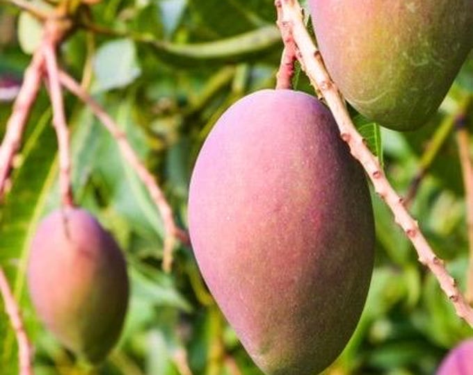 Tommy Atkins Mango Tree - Grafted - 3 Gal - Etsy