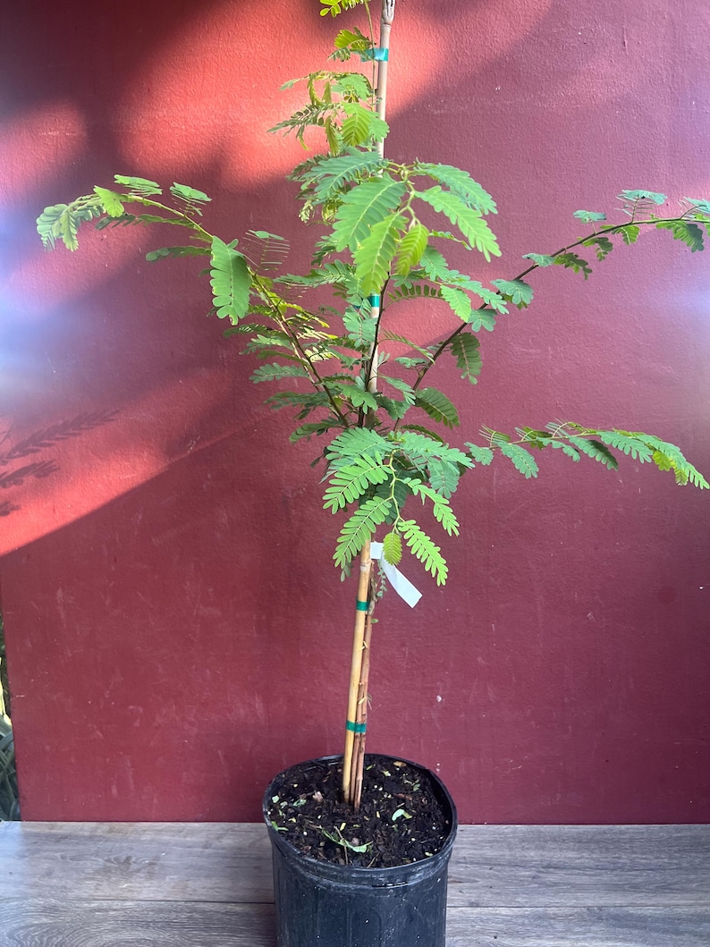 Large Tamarind Tree, Tamarindus Indica in 3 Gallons Pot, Pohon Asem - Etsy