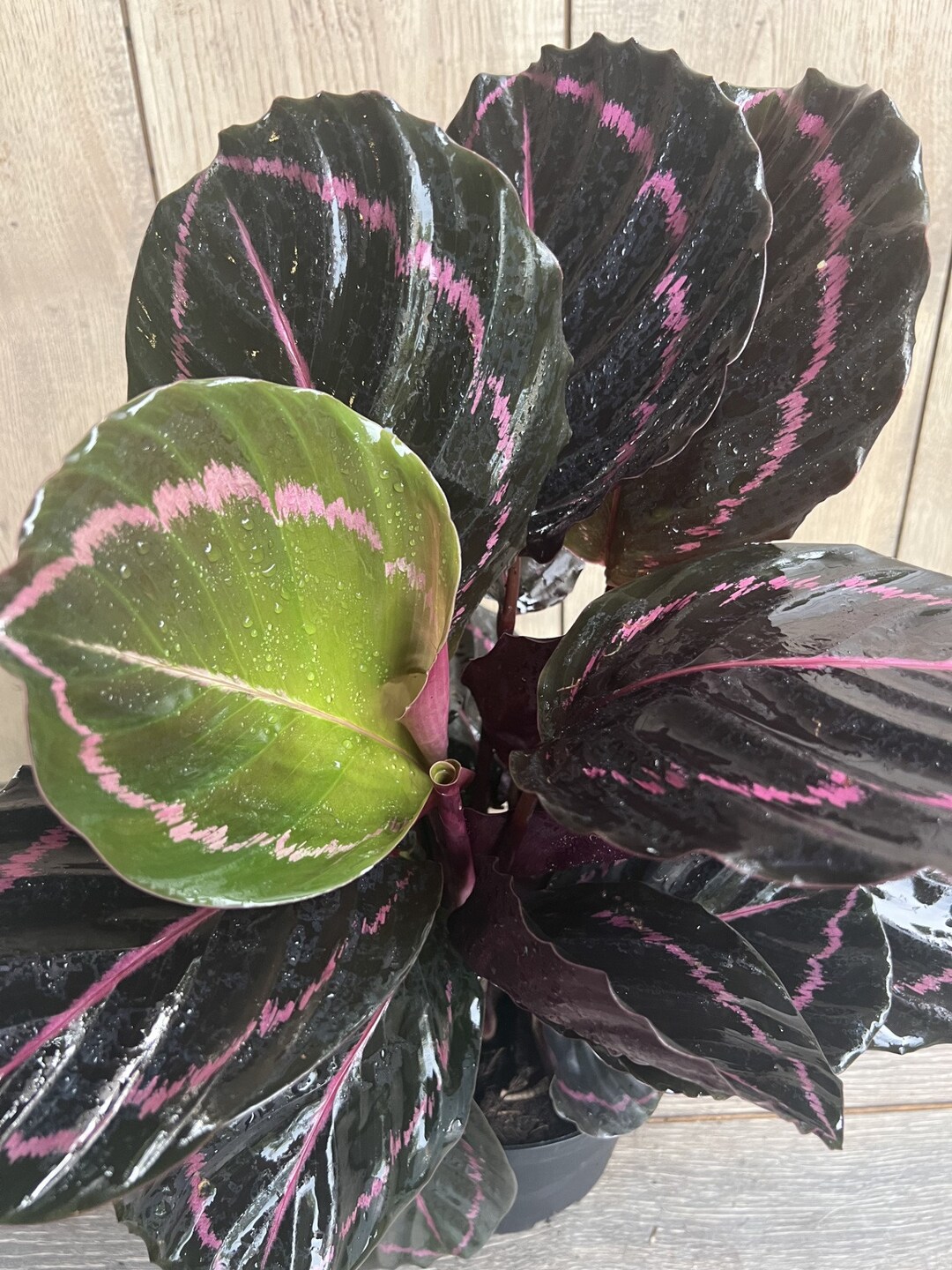 Calathea Dottie in 6" Pot - Etsy
