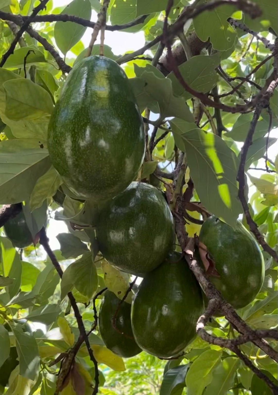 Catalina Avocado Tree , Grafted in 6" Pot - Etsy