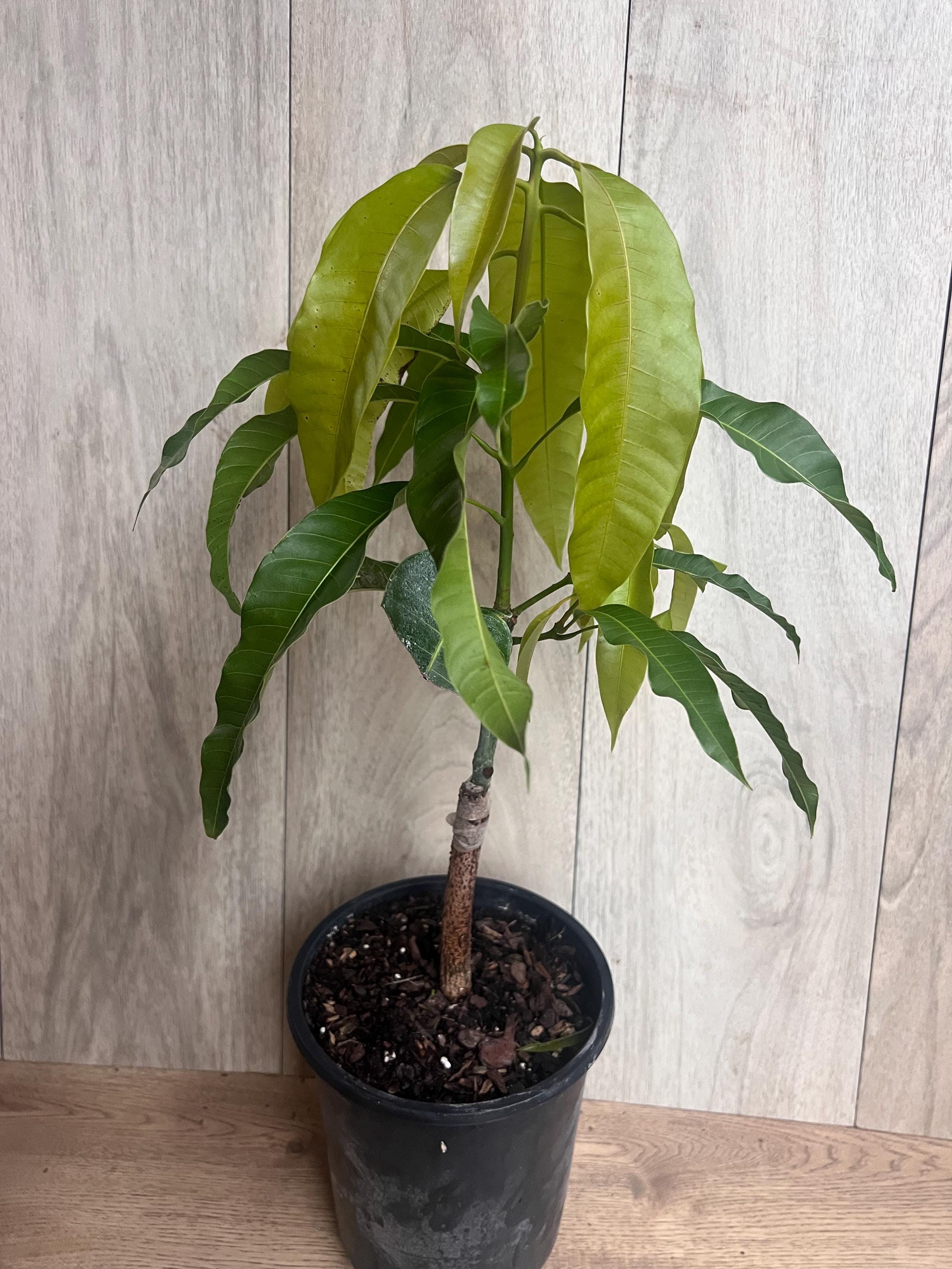 Grafted Orange Sherbet Mango Tree in Half Gallon, Dwarf Variety - Etsy