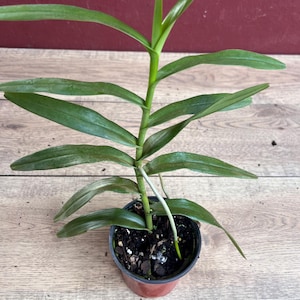 Scorpion Orchid in 4" Pot, Arachnis, Aranda Orchid - Etsy