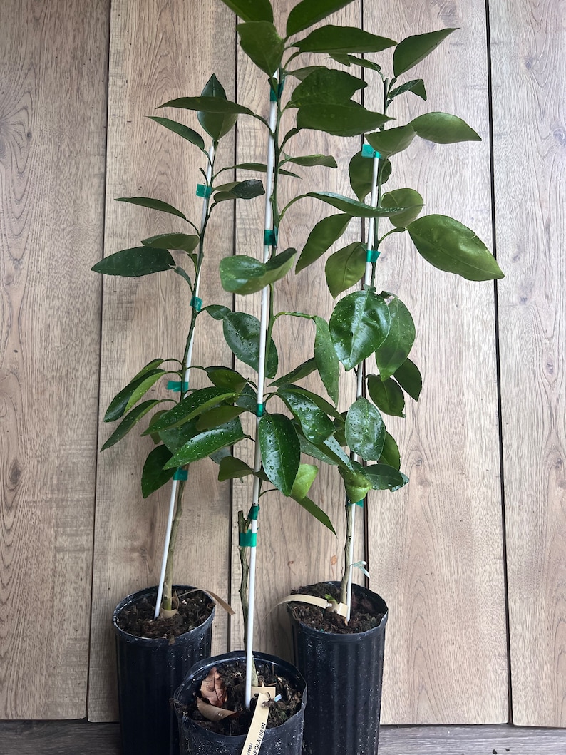 Grafted, Hirado Pummelo Tree in Half Gallon, Jeruk Bali. No Shipping to ...