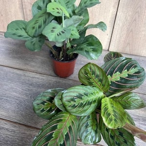 Red Maranta or Green Maranta in 4" Pot - Etsy