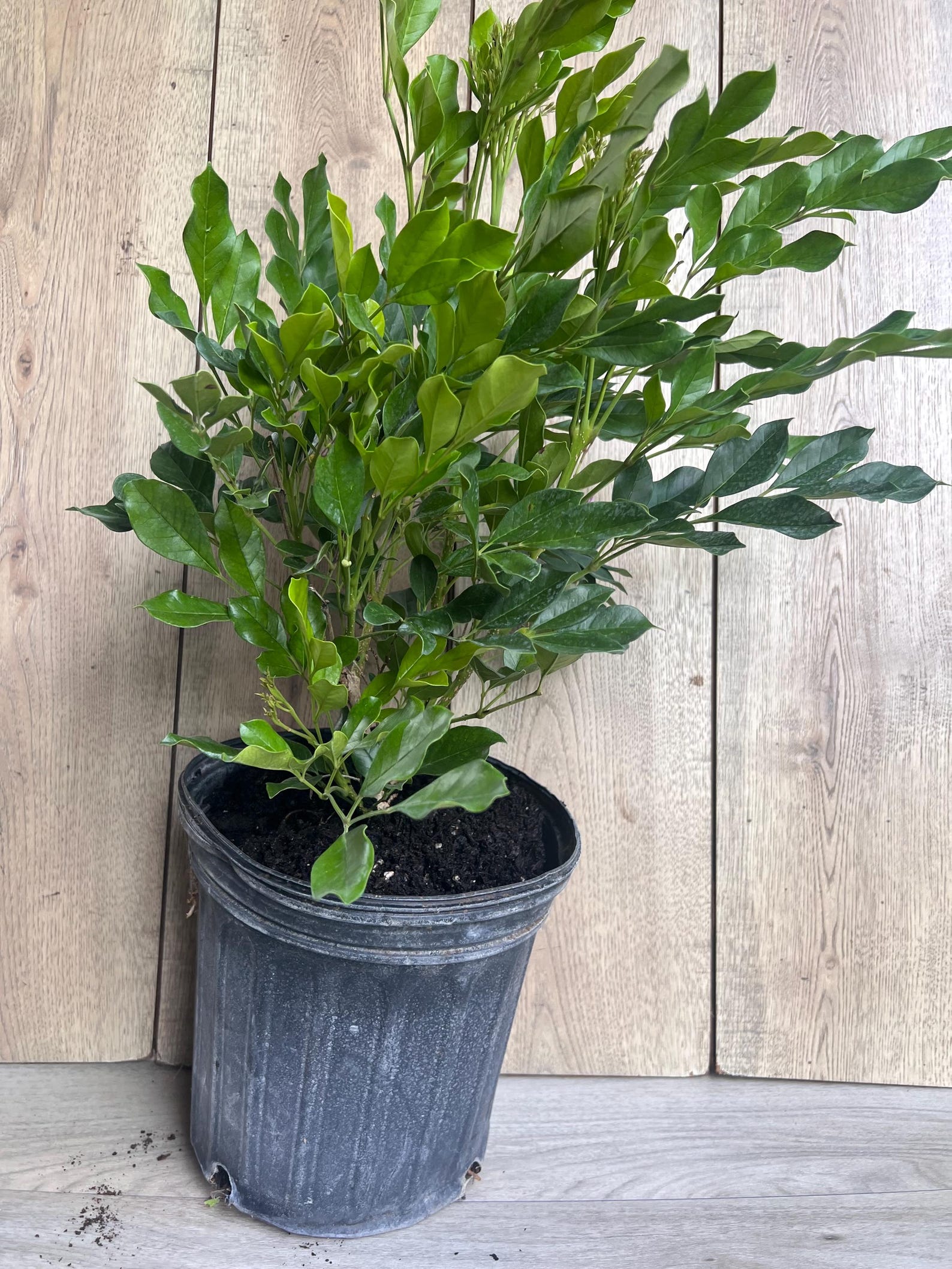 Radermachera Kunming, Dwarf Tree Jasmine in 3 Gallons Pot, Fragrant ...