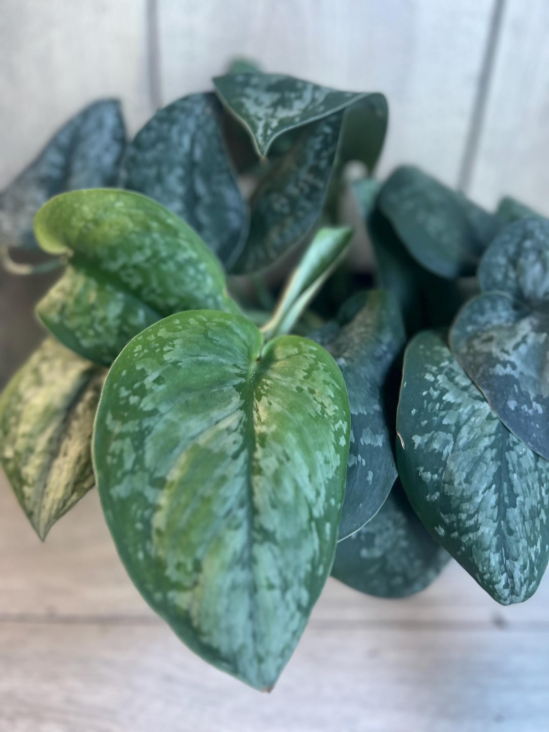 Scindapsus Mount Salak in 4" Pot or 6" Pot - Etsy