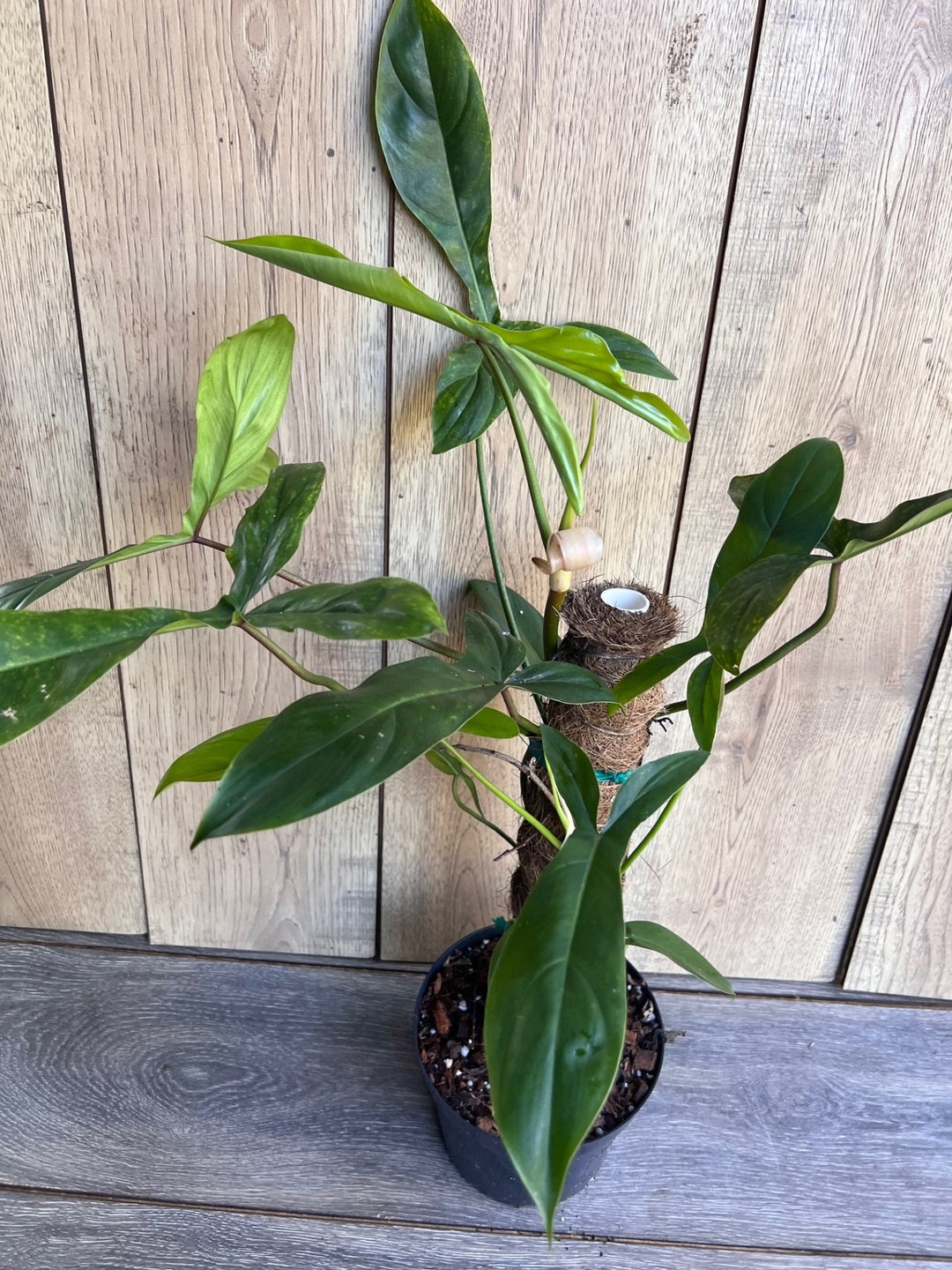 Large, Philodendron 69686 in 6" Pot, Philo 69 - Etsy