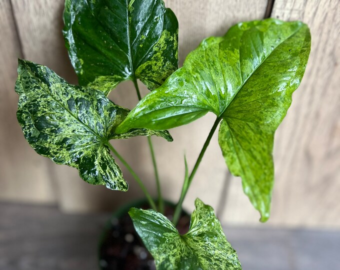 Syngonium Mojito Stunning Colors High Variegation, Syngonium Mottled ...