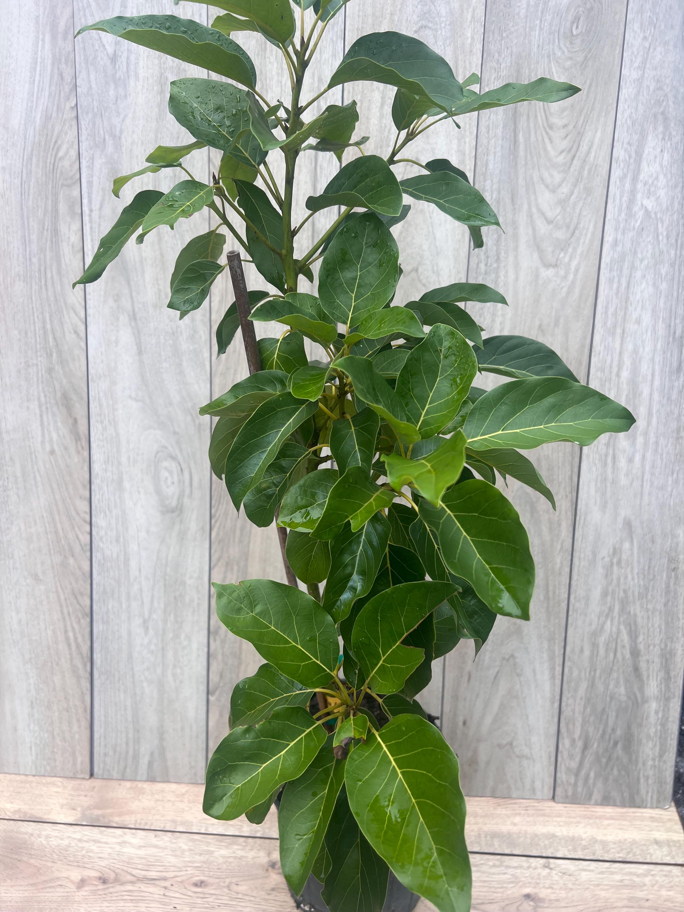 Monroe Avocado Tree, Cold Hardy, Grafted in 3 Gallons Pot - Etsy