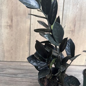 Black Raven ZZ, Dark Zz Plant in 4" Pot, Zamioculcas Zamiifolia Raven ...