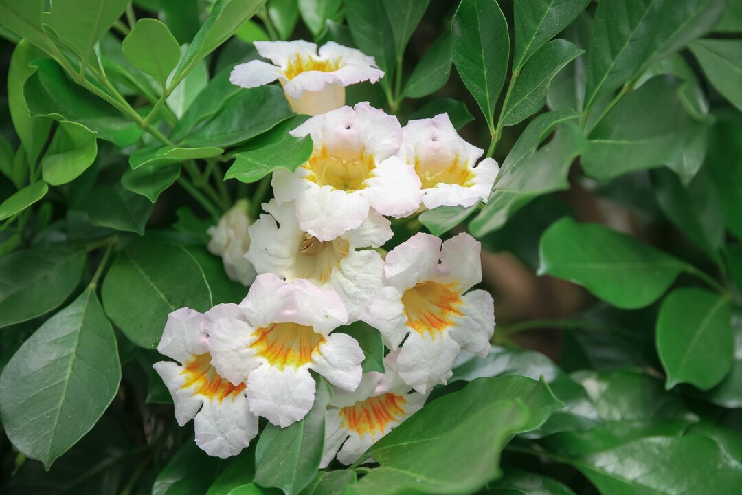 Radermachera Kunming, Dwarf Tree Jasmine in 3 Gallons Pot, Fragrant ...