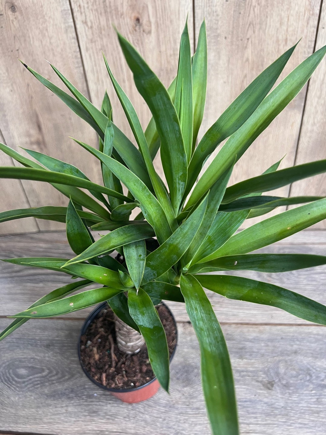 Dracaena Yucca Cane, Yucca Elephantipes ,outdoor .indoor , in 6"inches ...