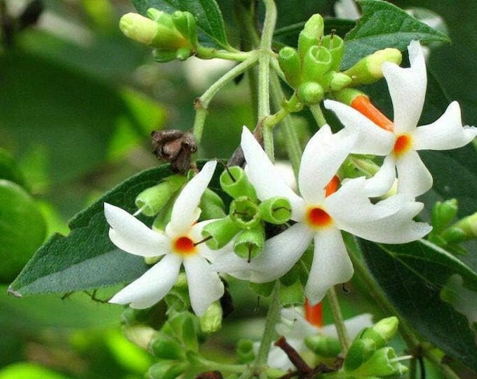 Parijatha Plant in Half-gallon Pot | Coral Jasmine | Harshringar ...