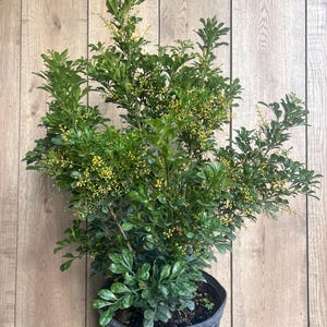 Chinese Perfume Tree, Chinese Rice Flower, in 10" Pot - Etsy