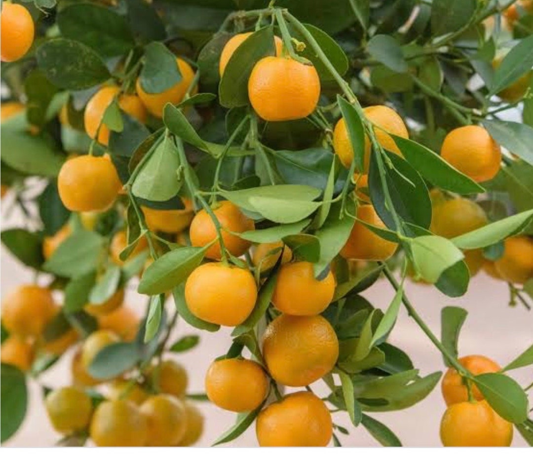 Calamondin , Calamansi Tree in Half Gallon Pot Tac Chua, No Shipping to ...