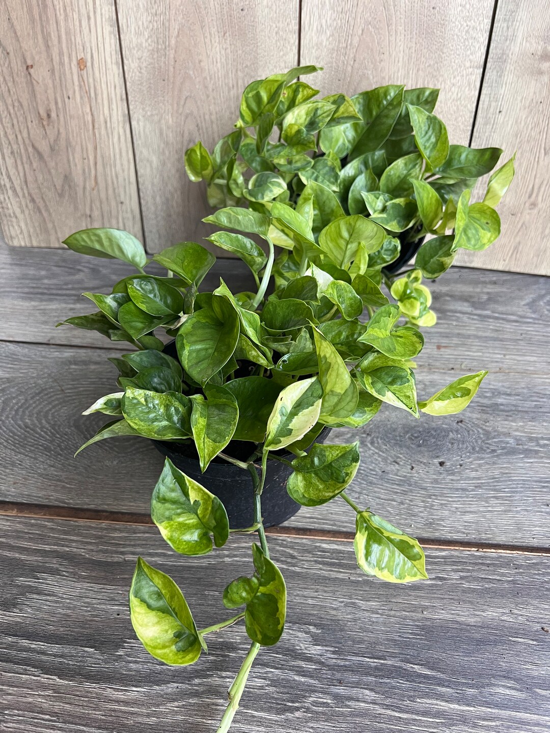 Epipremnum Lemon Meringue in 6" Pot, Lemon Meringue Pothos - Etsy