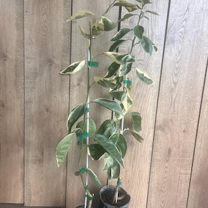 Variegated Minneola Tangelo, Honeybell in Half Gallon Pot, Florida ...