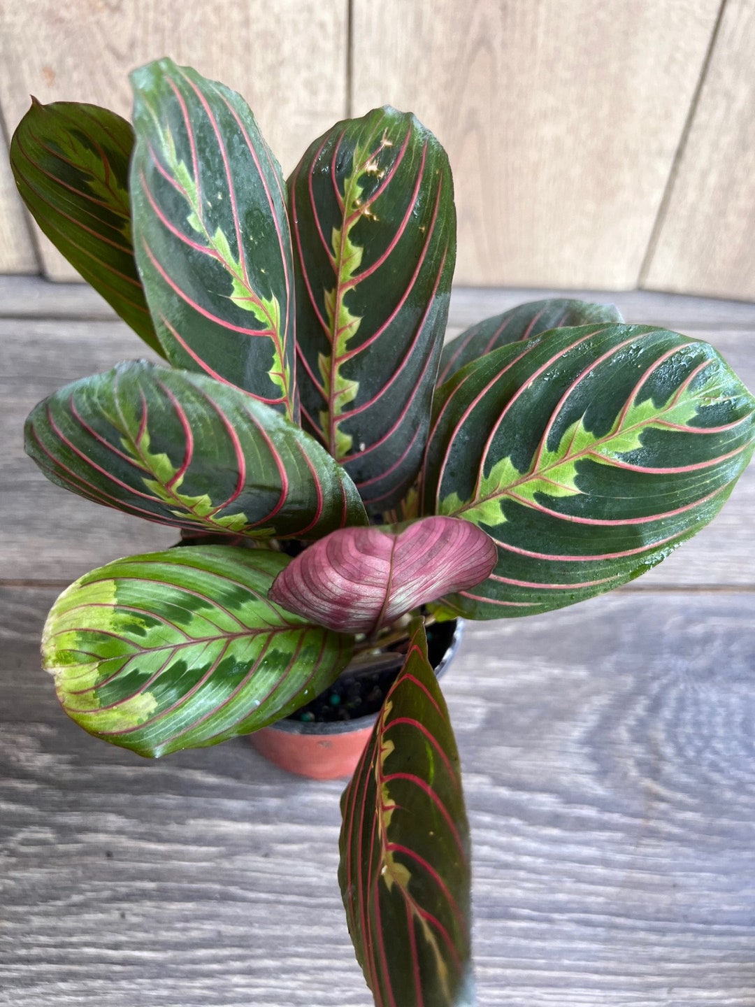 Red Maranta or Green Maranta in 4" Pot - Etsy