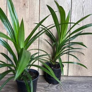 ONE Pandan Plant, Pandanus, Pandan in 4 Pot - Etsy