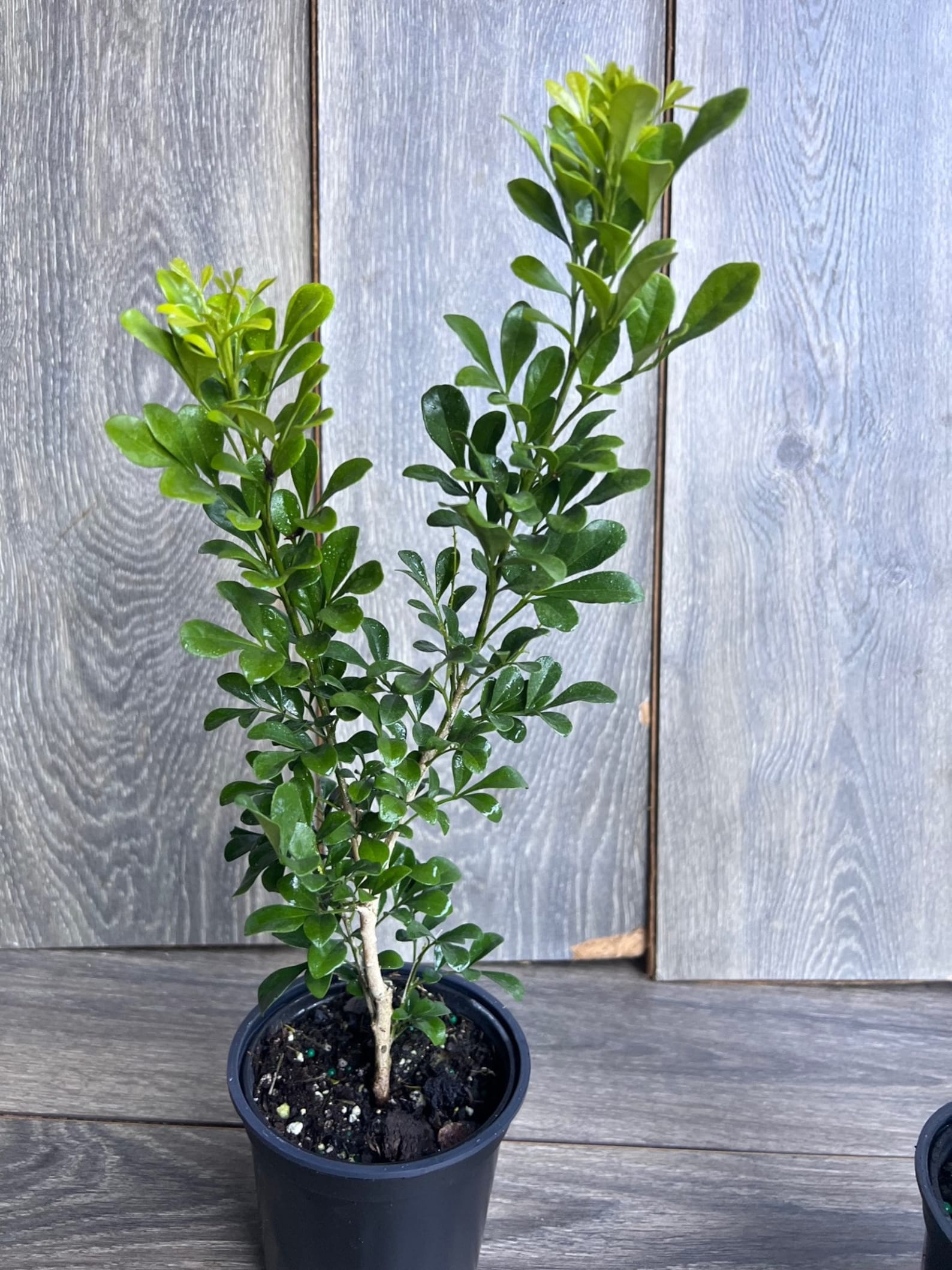 Chinese Perfume Tree, Chinese Rice Flower, in 4 Pot Aglaia Odorata - Etsy