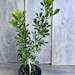 Chinese Perfume Tree, Chinese Rice Flower, in 4" or 6" Pot Aglaia ...