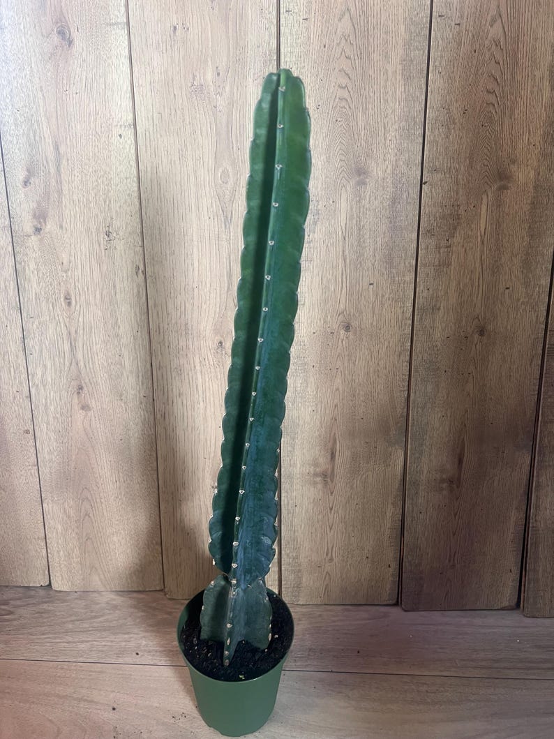 Large Cuddly Cactus, Cereus Jamacaru in 6"pot, Blue Spineless Cactus - Etsy