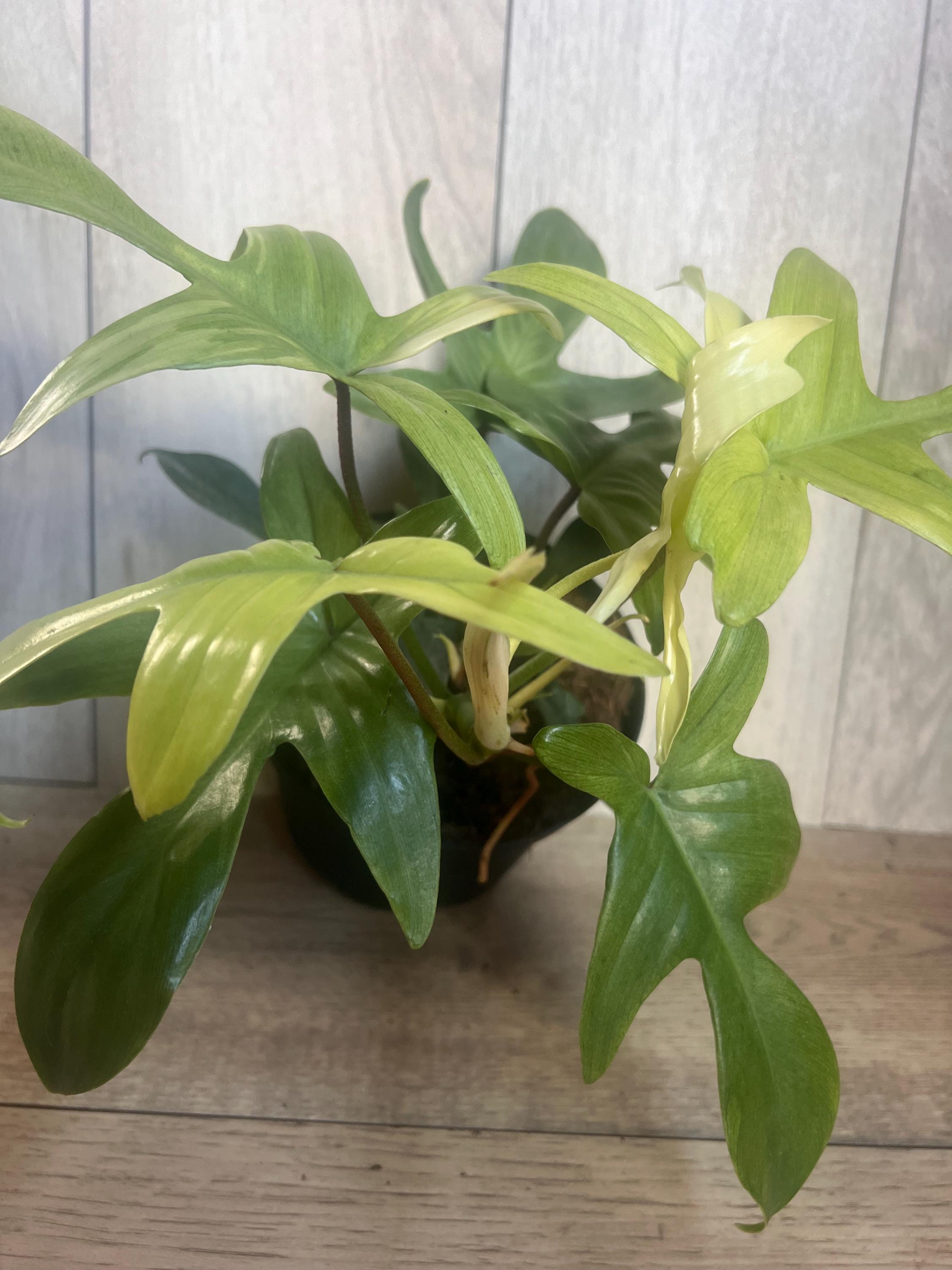 Large Philodendron Florida Ghost Mint Variegated in 6" Pot, - Etsy