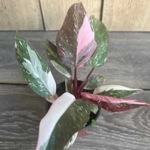 Philodendron Pink Princess Marble in 4" Pot, High Variegation - Etsy