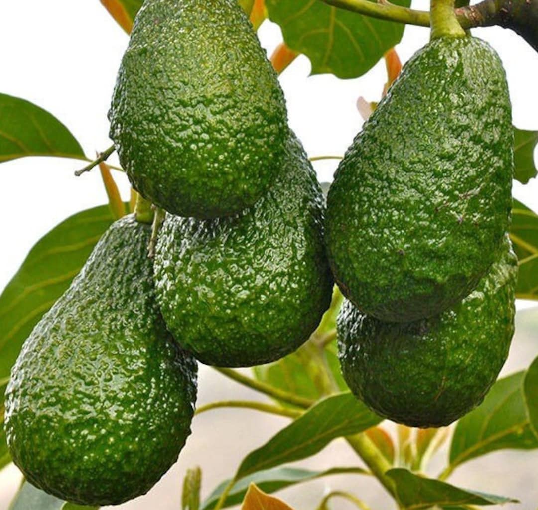Haas Avocado Tree , Grafted in 3 Gallons Pot or 6" Pot, No Ship to CA ...