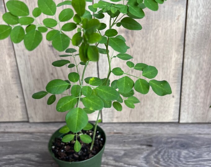 Moringa in 4 Pot, Kelor, Moringa Plant - Etsy
