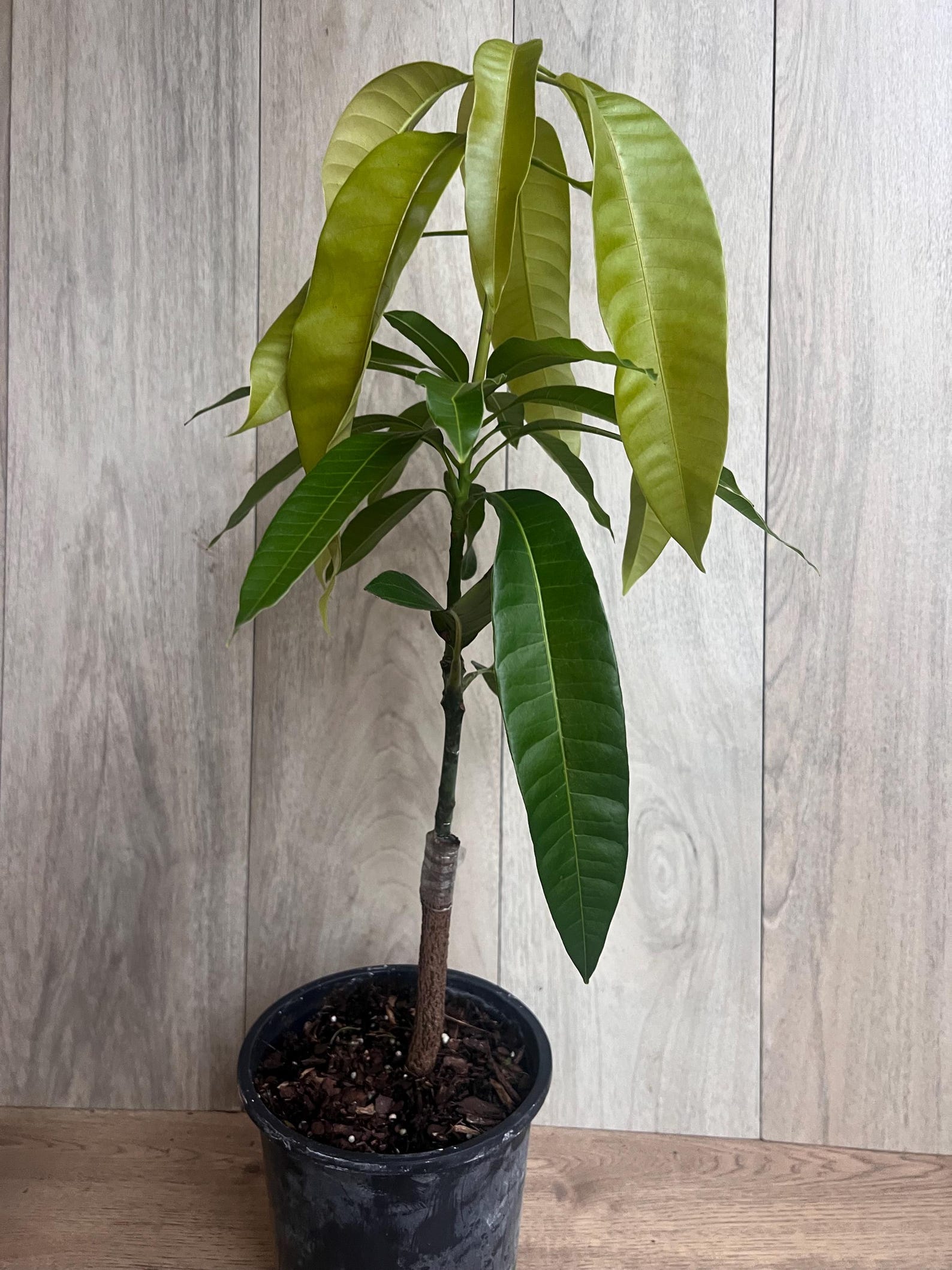 Grafted Keitt Mango Tree, Dwarf Variety (1/2 Gallon Pot) - Etsy