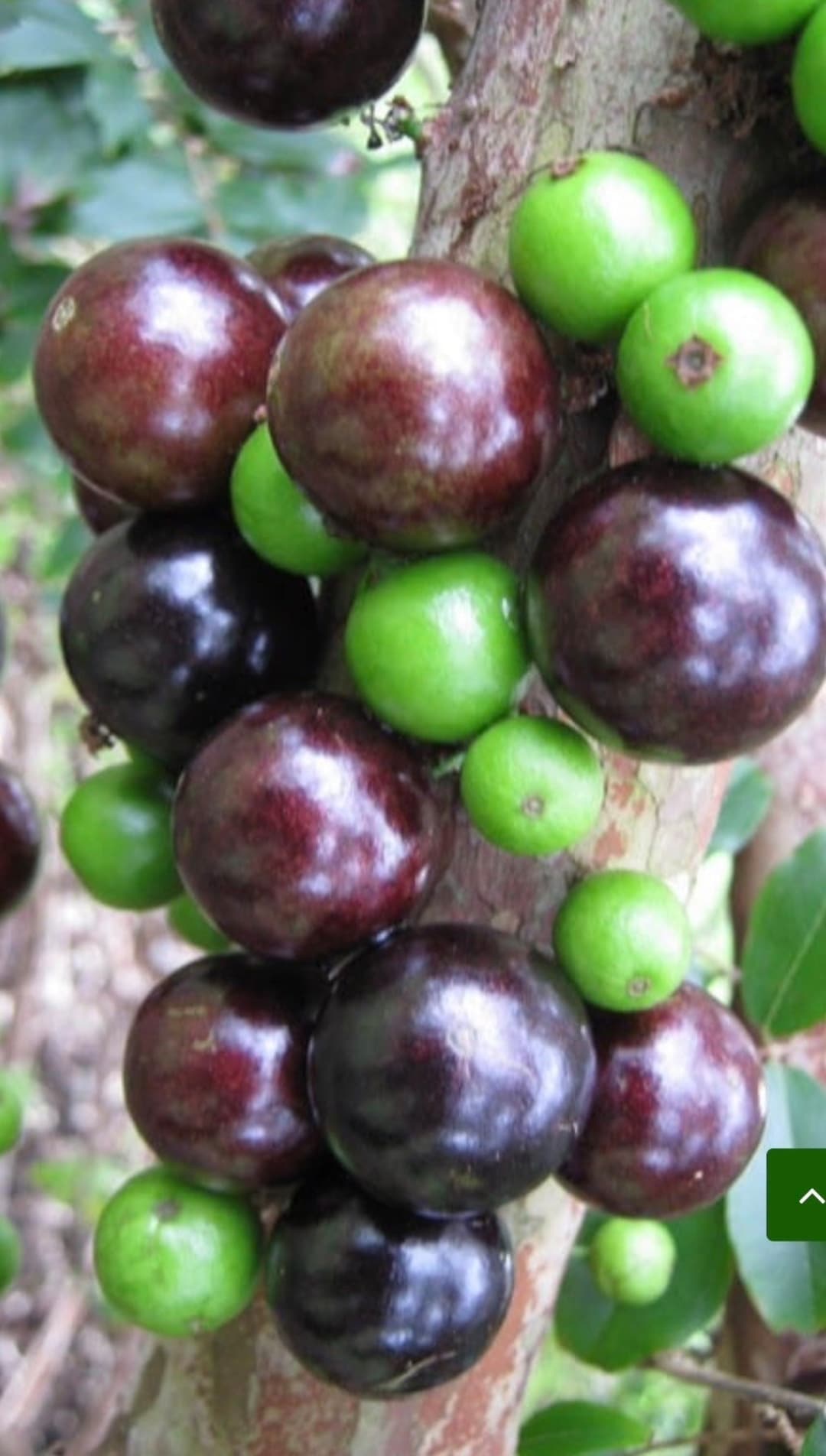 Myrciaria Cauliflora Precoce, Dwarf Red Jaboticaba Fruit Tree in 4" Pot ...