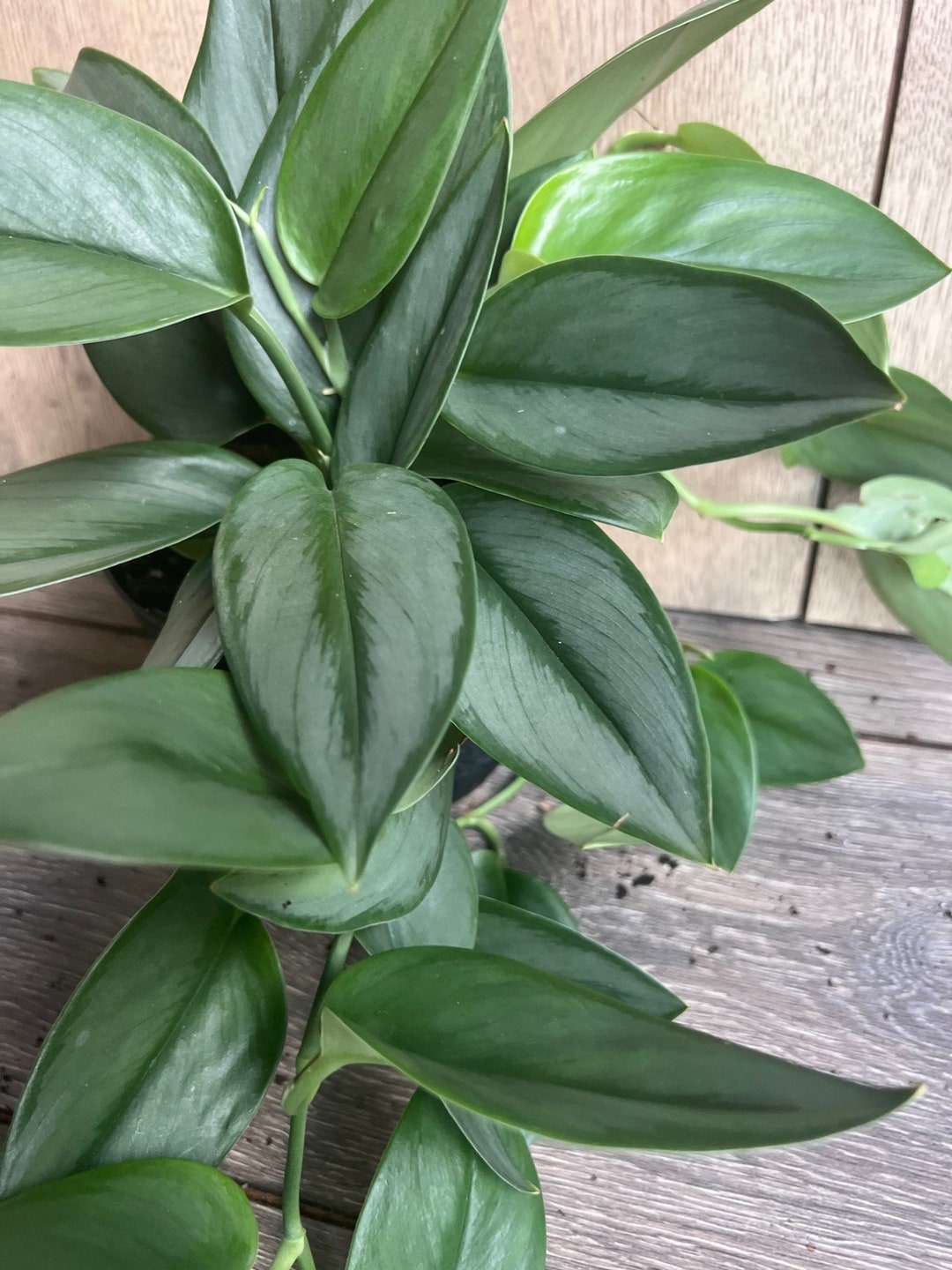 Treubii Moonlight Scindapsus in 6" Pot. Sterling Silver Scindapsus - Etsy