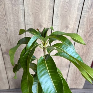 Sugar Loaf Mango Tree. Grafted in 3 Gallons Pot, No Ship to HI - Etsy