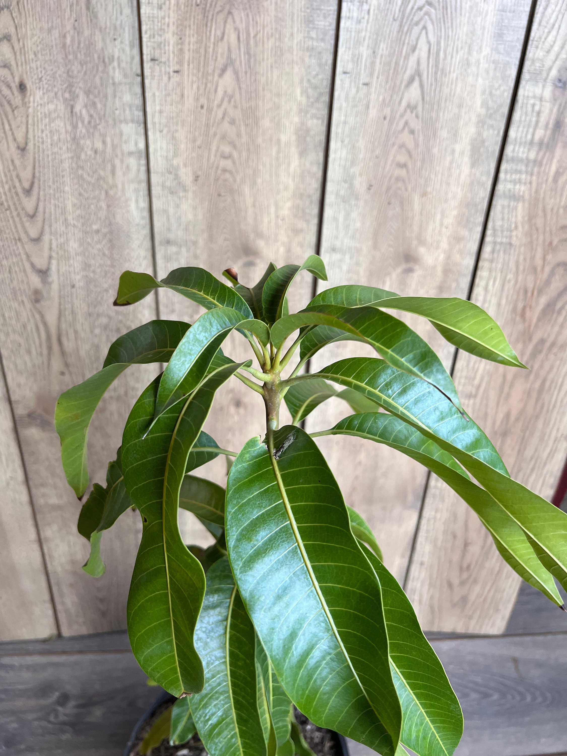 Sugar Loaf Mango Tree. Grafted in 3 Gallons Pot, No Ship to HI - Etsy