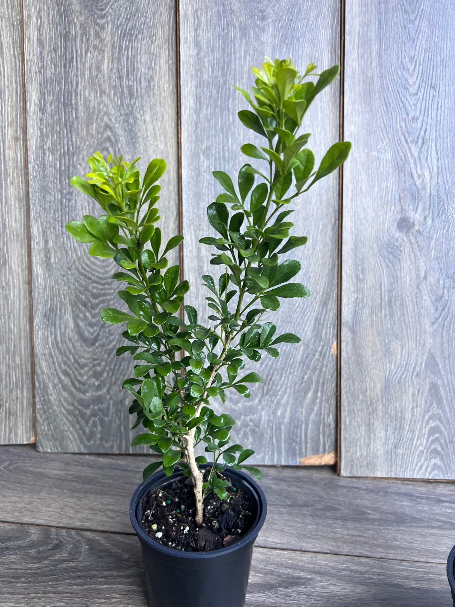 Chinese Perfume Tree, Chinese Rice Flower, in 4 Pot Aglaia Odorata - Etsy