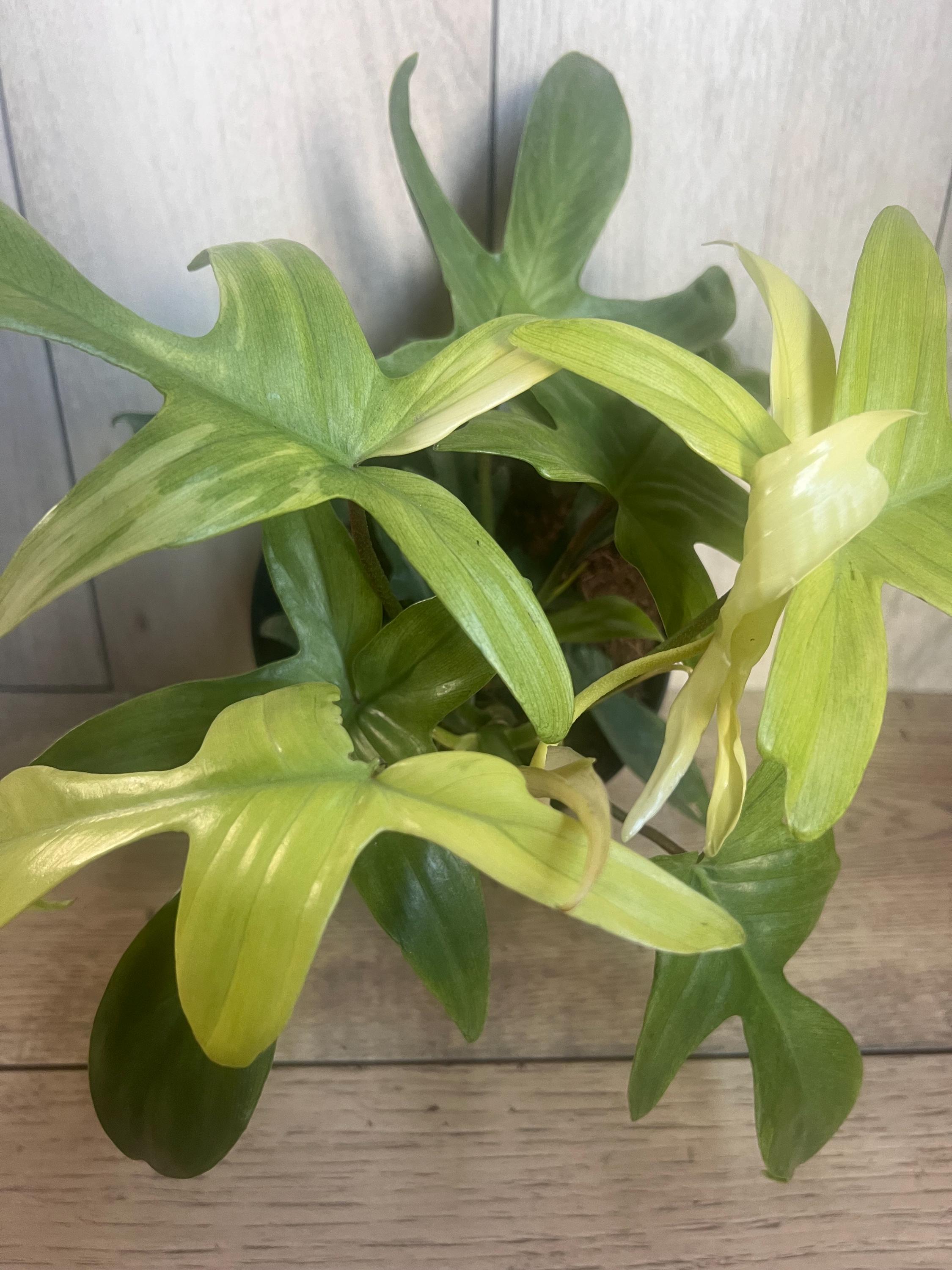 Large Philodendron Florida Ghost Mint Variegated in 6" Pot, - Etsy