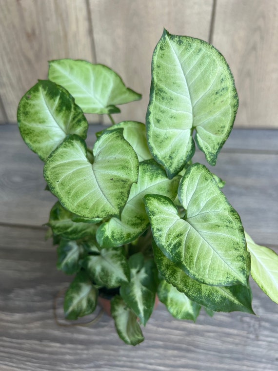 Syngonium Podophyllum Nephthytis