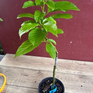 Donnie Avocado Tree , Grafted in 6" Pot - Etsy