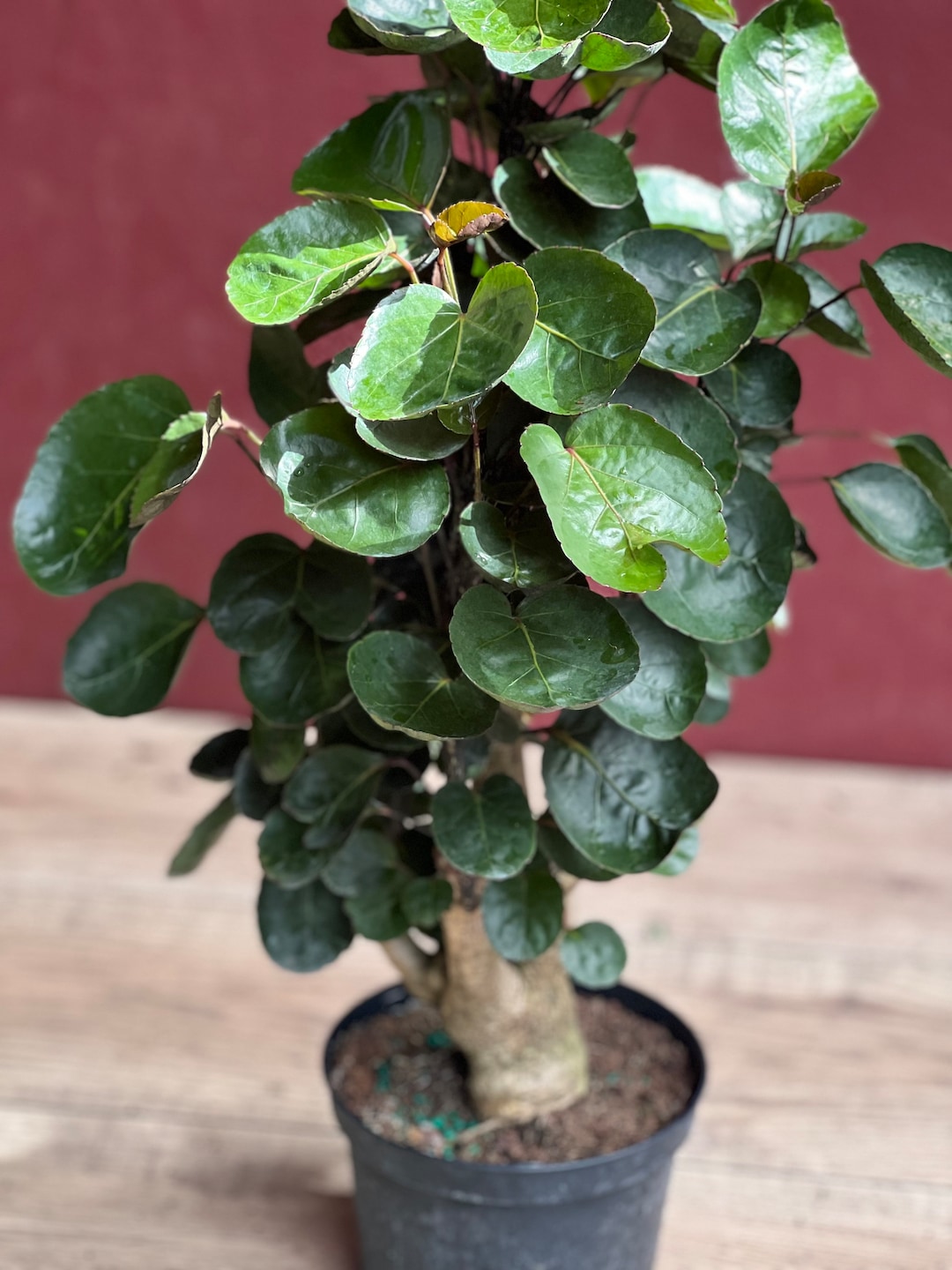 Aralia Fabian Stump 6" Pot - Etsy